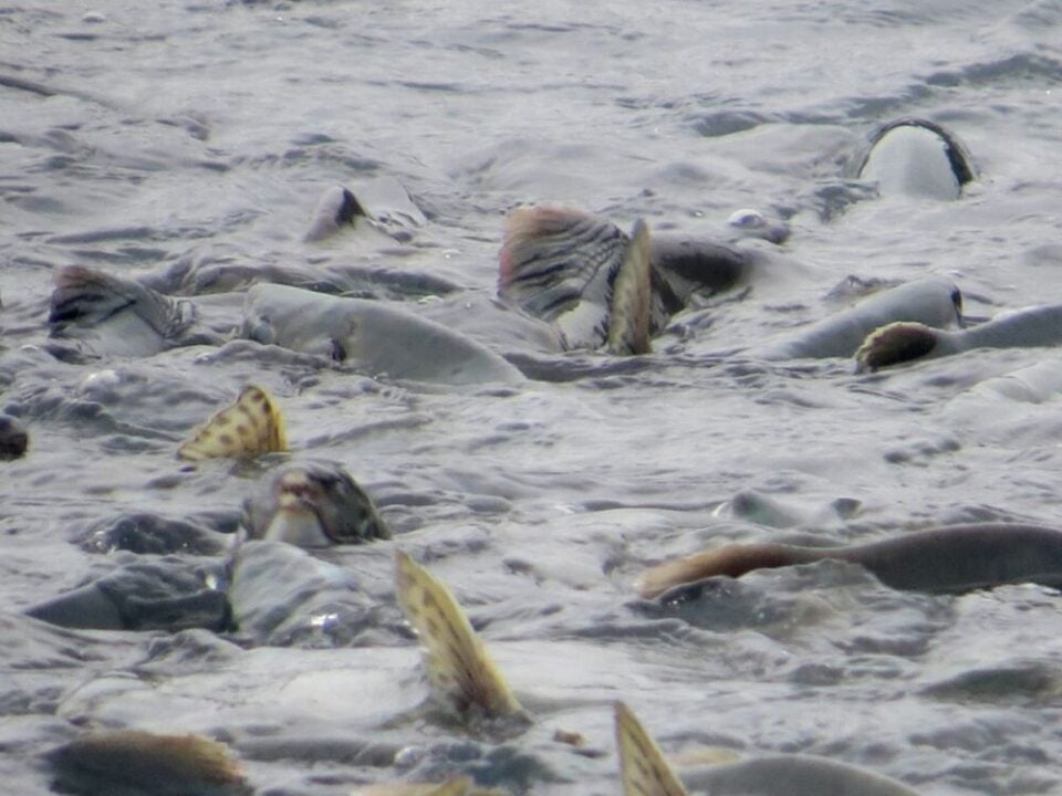 Where to See the Salmon Run in British Columbia: Complete Guide | Off ...