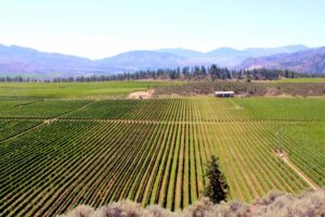 Hiking the McIntyre Bluff (nʕaylintn) Trail: Complete Guide