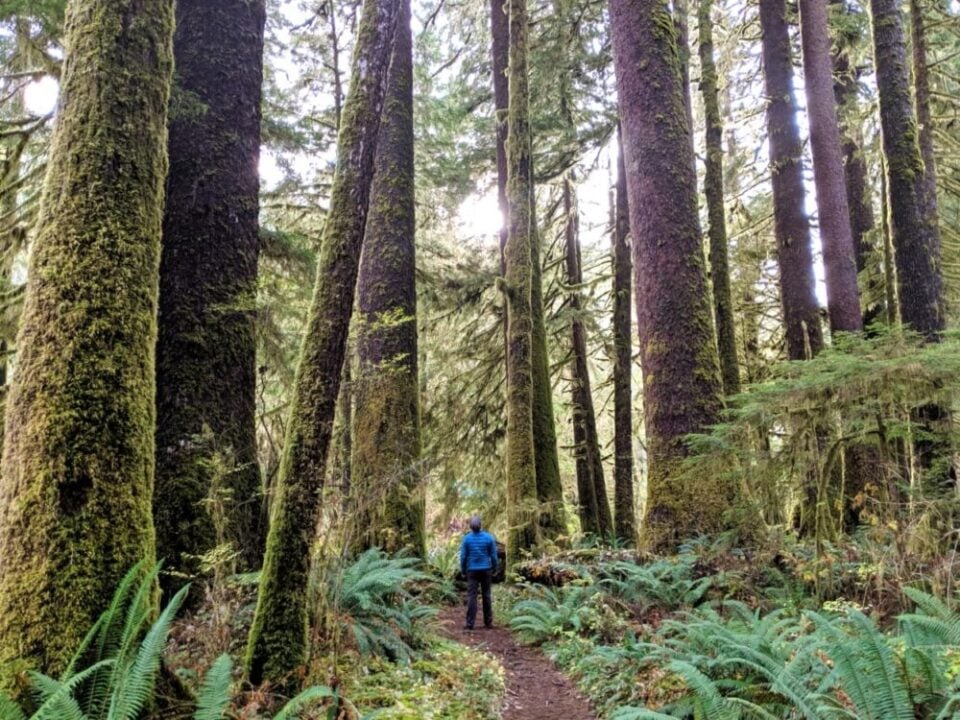 A Complete Guide to Carmanah Walbran Provincial Park, Vancouver Island