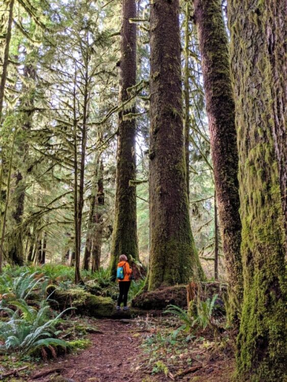 A Complete Guide to Carmanah Walbran Provincial Park, Vancouver Island
