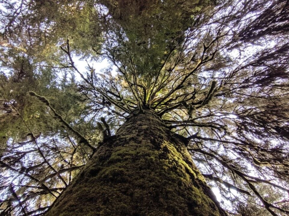 A Complete Guide to Carmanah Walbran Provincial Park, Vancouver Island