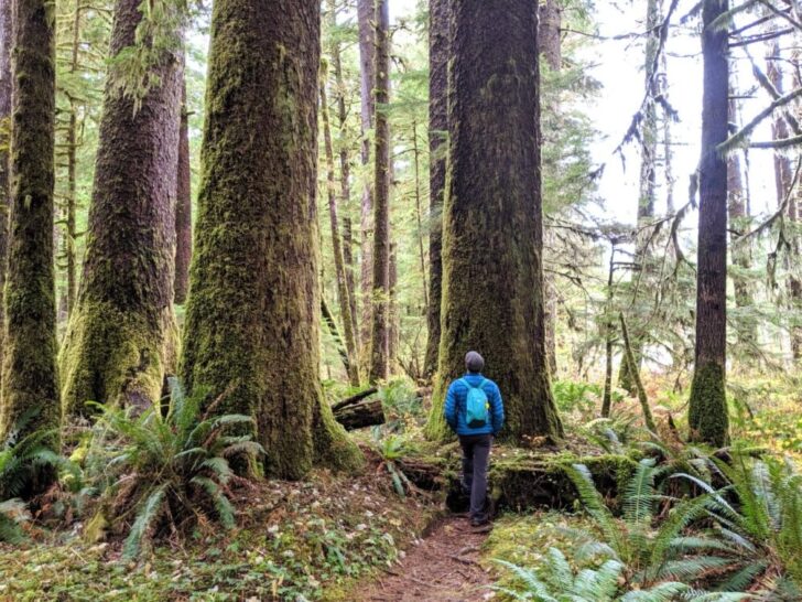 A Complete Guide to Carmanah Walbran Provincial Park, Vancouver Island