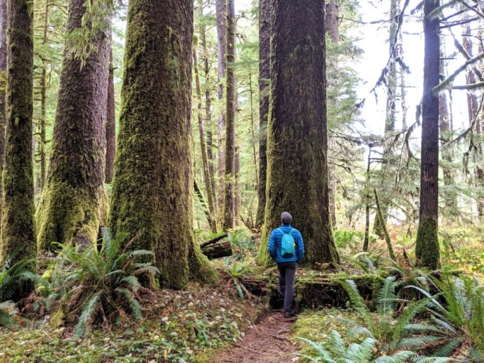 A Complete Guide to Carmanah Walbran Provincial Park, Vancouver Island