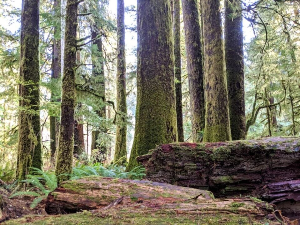 A Complete Guide to Carmanah Walbran Provincial Park, Vancouver Island