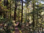 A Complete Guide to Carmanah Walbran Provincial Park, Vancouver Island