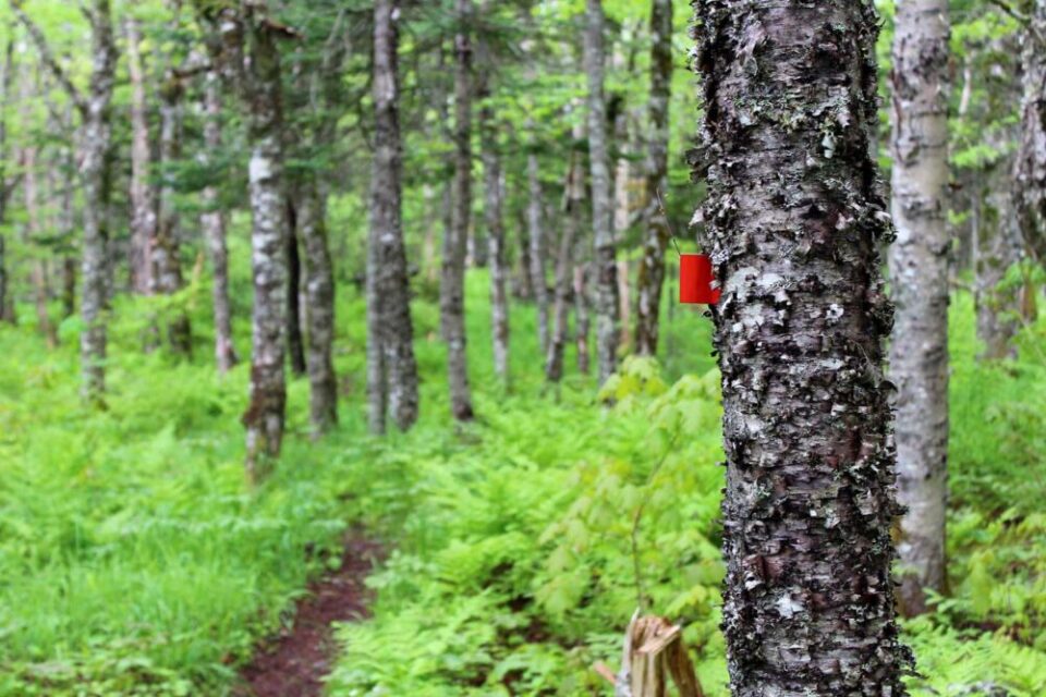 The Cape Chignecto Coastal Trail, Nova Scotia: Complete Hiking Guide