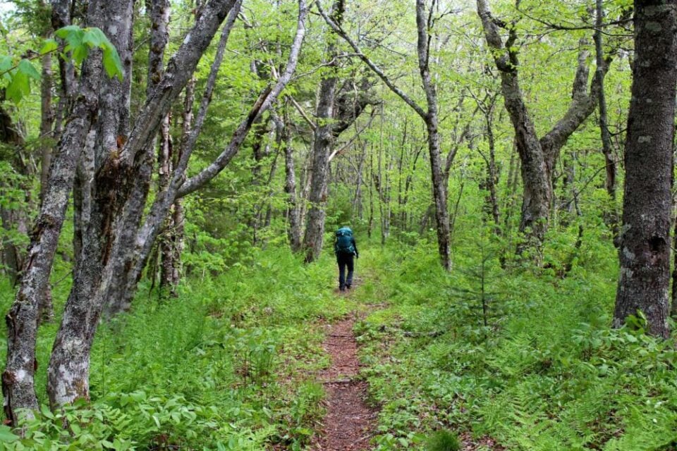 The Cape Chignecto Coastal Trail, Nova Scotia: Complete Hiking Guide