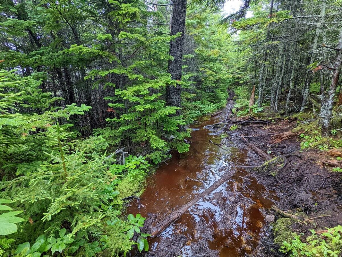 The Cape Chignecto Coastal Trail, Nova Scotia: Complete Hiking Guide