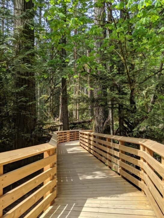 Ultimate Guide to Cathedral Grove, BC, Vancouver Island