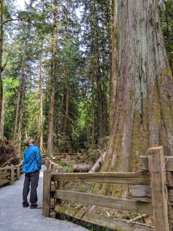 Ultimate Guide to Cathedral Grove, BC, Vancouver Island