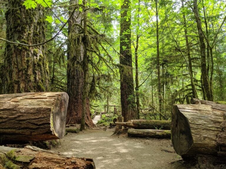 Ultimate Guide to Cathedral Grove, BC, Vancouver Island