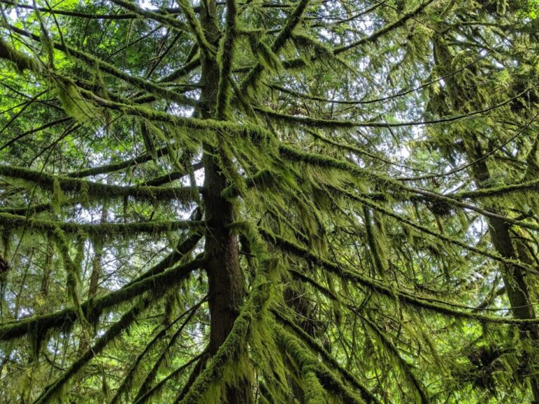Ultimate Guide to Cathedral Grove, BC, Vancouver Island