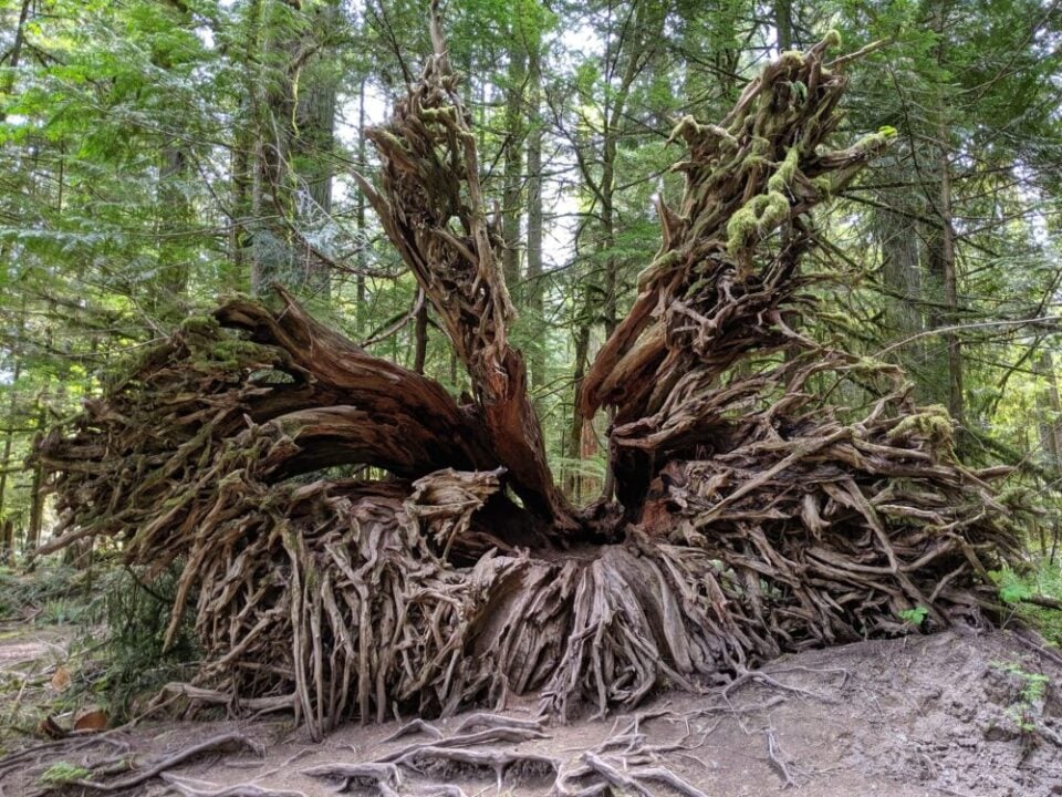 Ultimate Guide to Cathedral Grove, BC, Vancouver Island