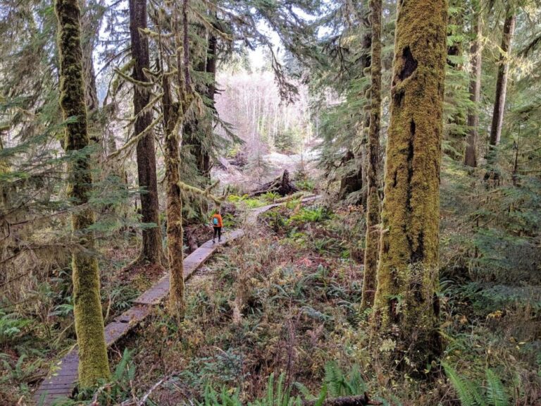A Complete Guide to Carmanah Walbran Provincial Park, Vancouver Island