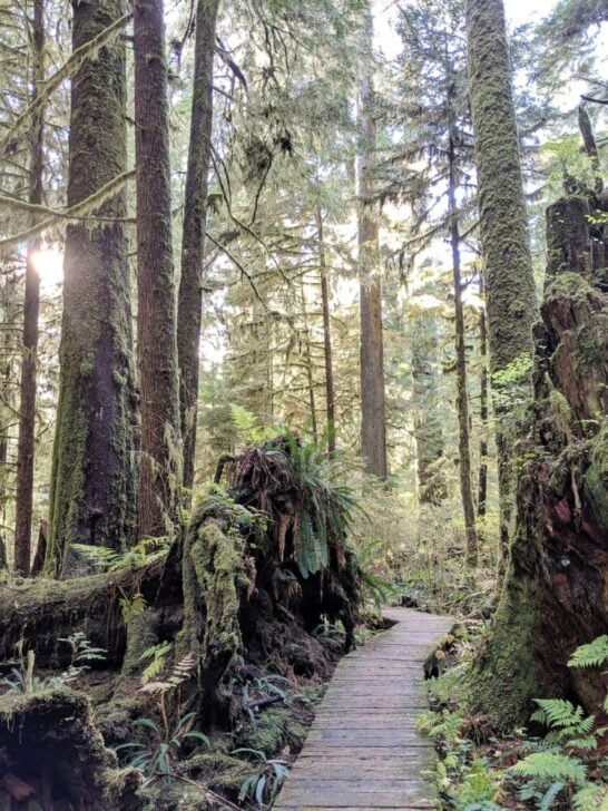 A Complete Guide to Carmanah Walbran Provincial Park, Vancouver Island