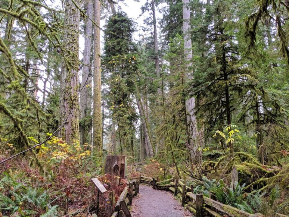 Ultimate Guide to Cathedral Grove, BC, Vancouver Island