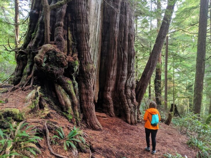 A Complete Guide to Carmanah Walbran Provincial Park, Vancouver Island