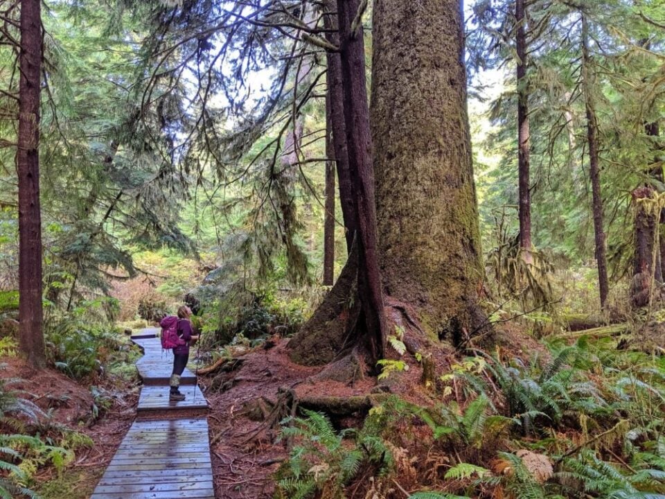 Where to Find Big Trees on Vancouver Island, British Columbia