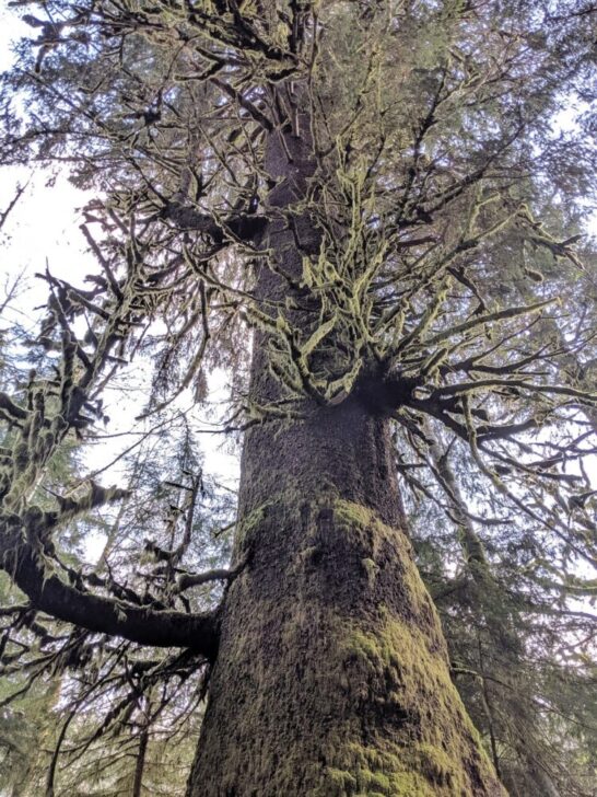 Where to Find Big Trees on Vancouver Island, British Columbia