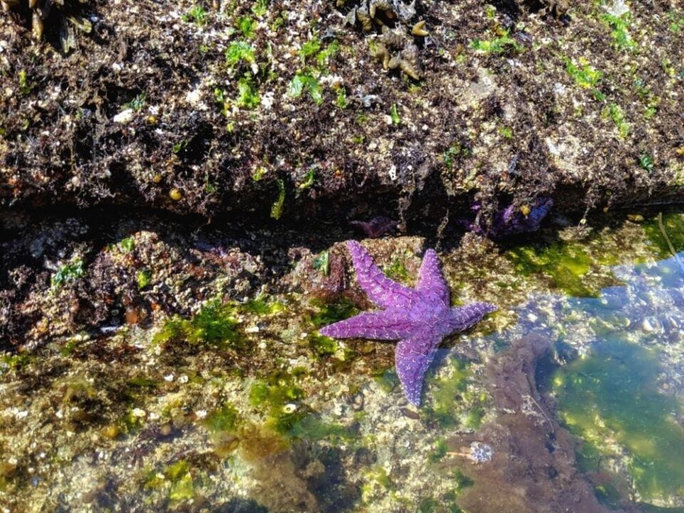 Wallace Island: An Idyllic Kayaking Destination in British Columbia