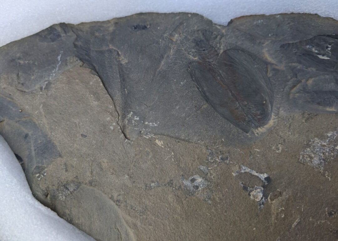 Burgess Shale Walcott Quarry Hike, Yoho National Park