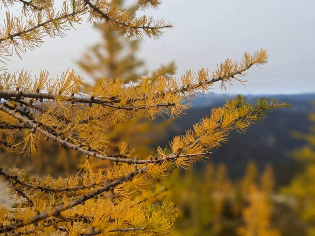 Frosty Mountain Larches: Complete Fall Hiking Guide