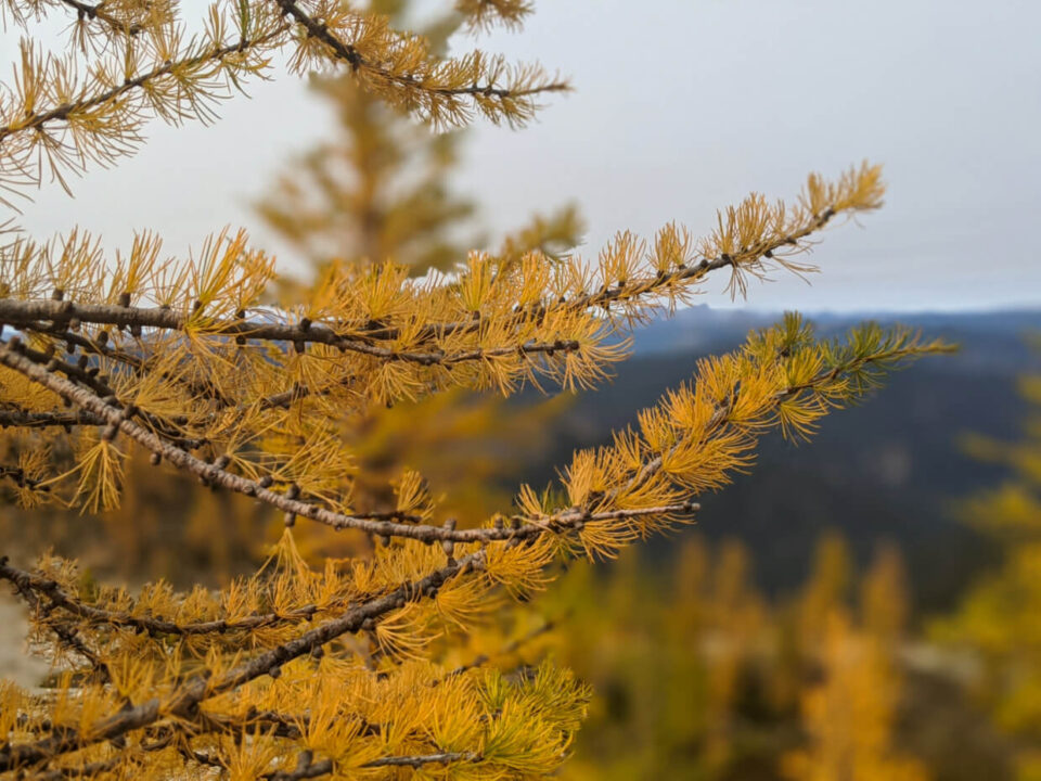 Where to Find Golden Larches in British Columbia, Canada