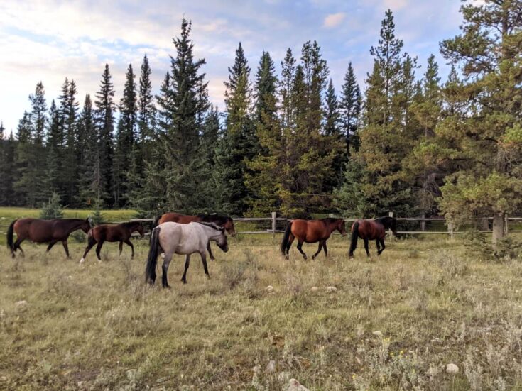 11 of the Best Things to Do in Sundre, Alberta (& Why You Need to Go ...