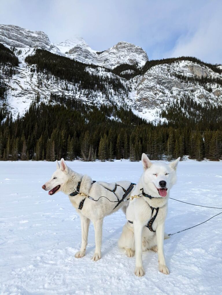10 Winter Activities in Canada You Simply Must Try