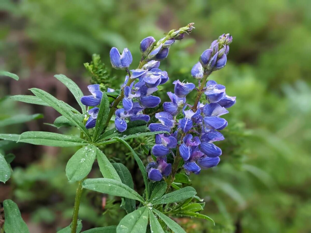 The Heather Trail, Manning Park: Complete Hiking Guide