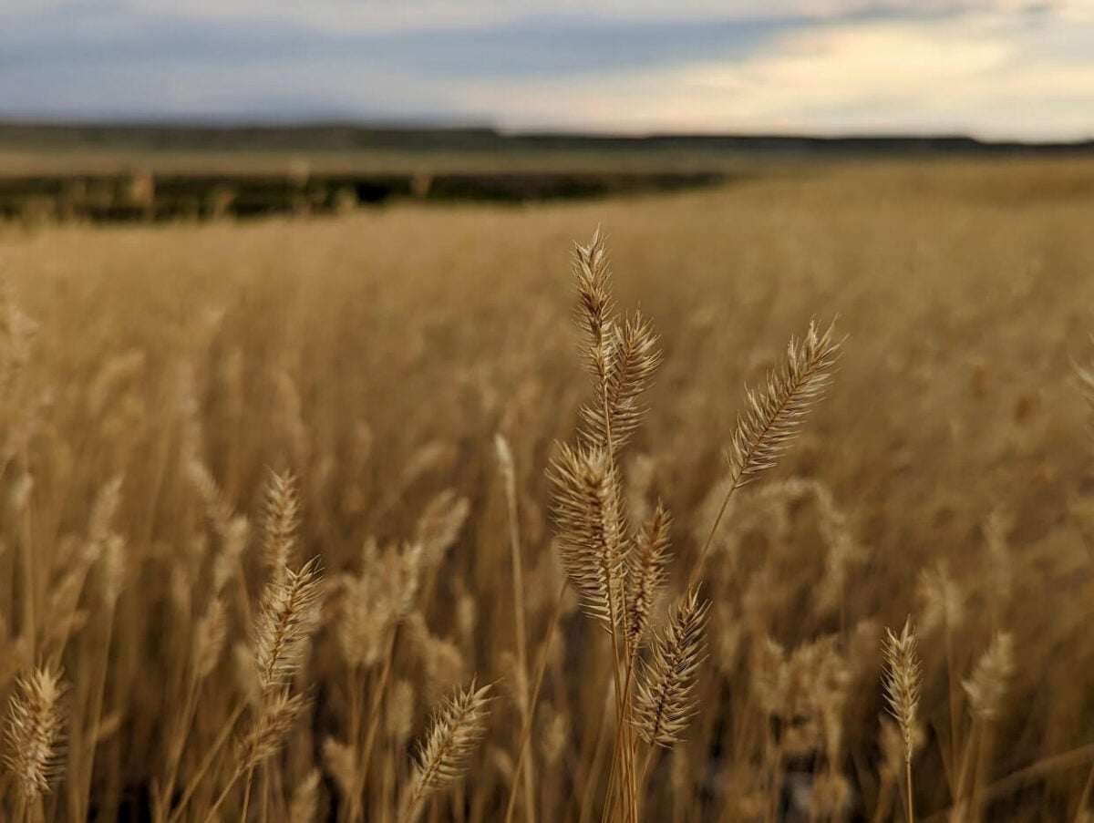 Grasslands National Park, Saskatchewan: What to Do & Why You Need to Go