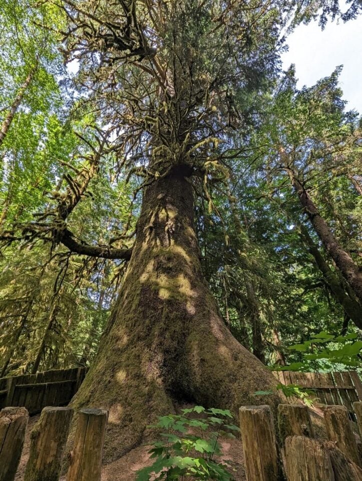 Where to Find Big Trees on Vancouver Island, British Columbia