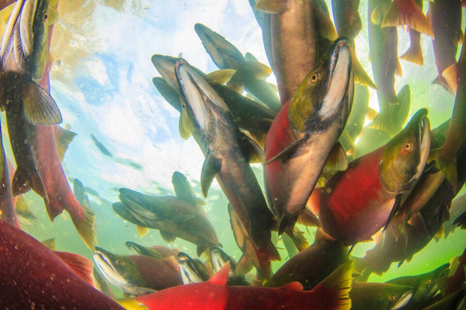 Where to See the Salmon Run in British Columbia: Complete Guide | Off ...