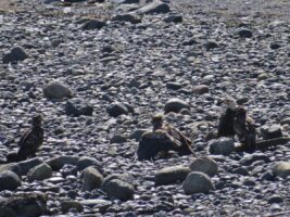 Alert Bay (‘Yalis), British Columbia: Best Things to Do and See | Off ...
