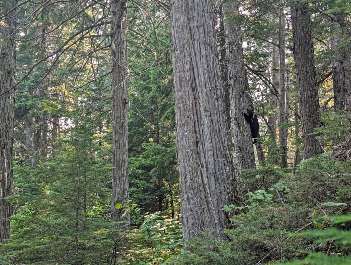 Clearwater Lake and Azure Lake, Wells Gray: Complete Canoe Trip Guide