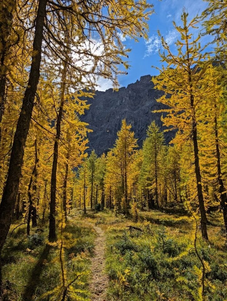 Where to Find Golden Larches in British Columbia, Canada