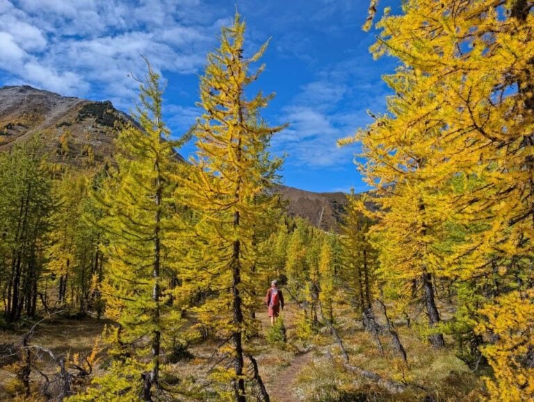 BC's Columbia Valley in Fall: The Best Things to Do & See