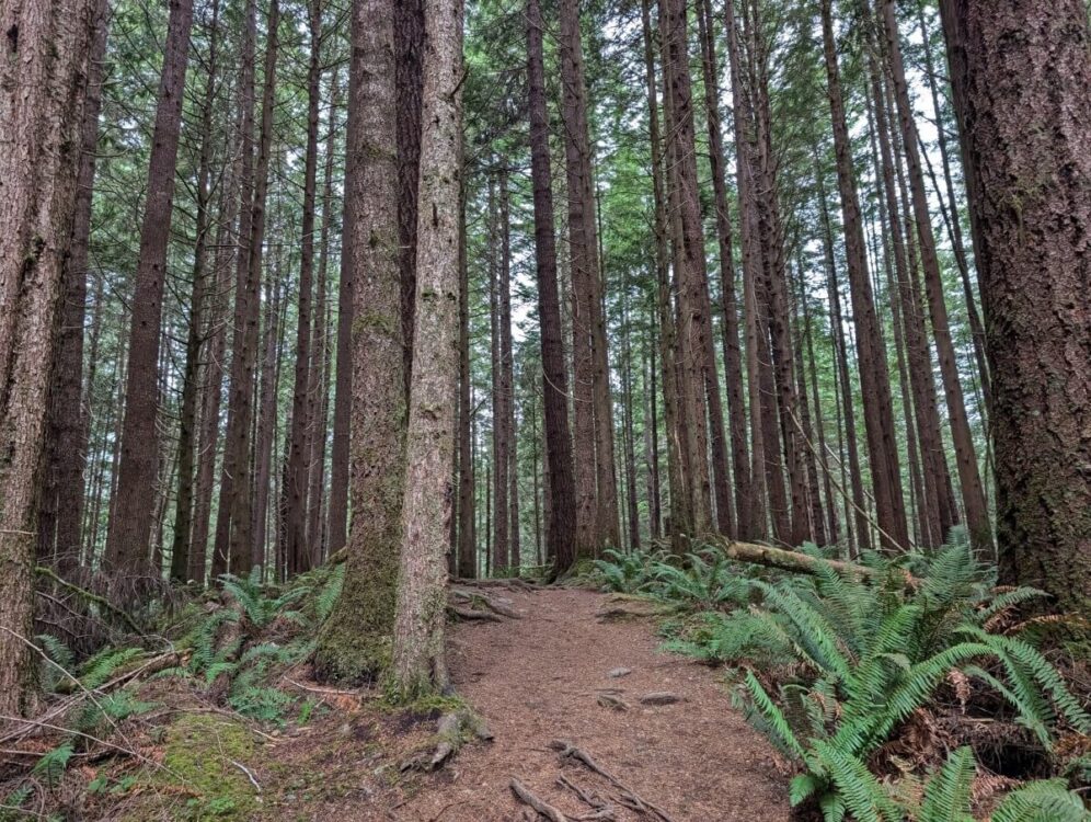 Little Huson Caves Guide, North Vancouver Island | Off Track Travel