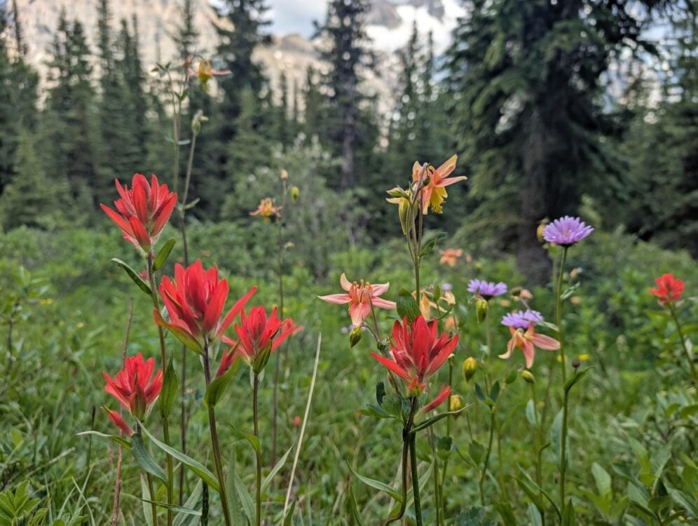 Berg Lake Trail: Complete 2026 Hiking Guide [New Trail Details + Map ...